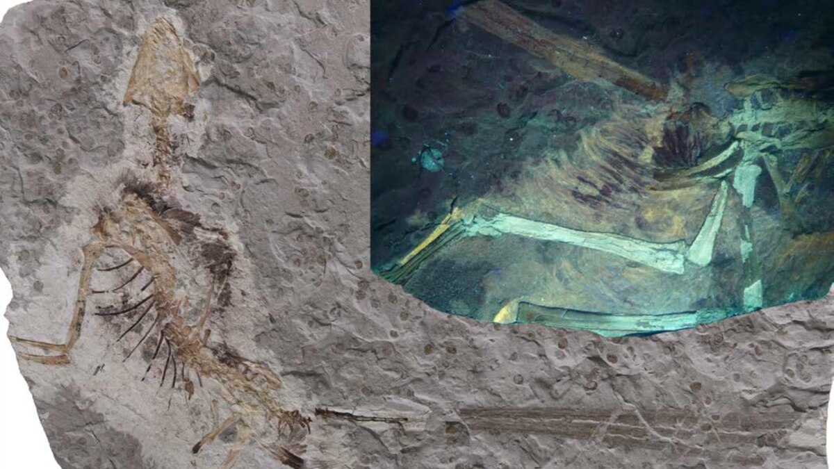 Classic Jurassic - Dazzling Chinese Fossils Offer Portal into the Past