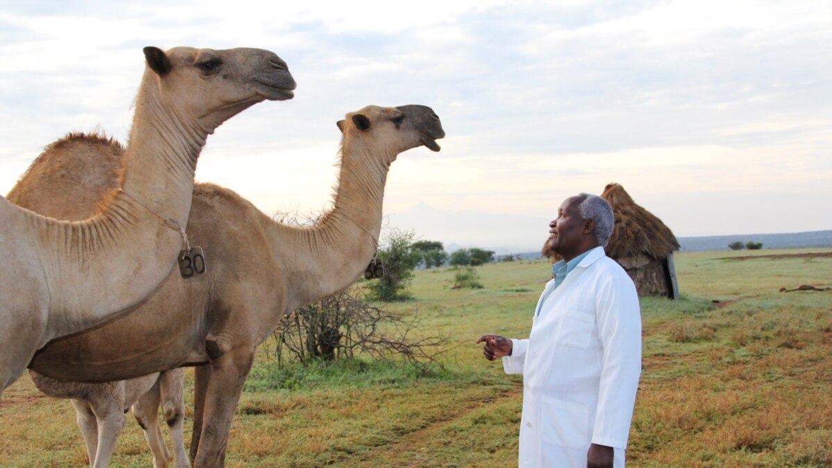 African Camel Health Study