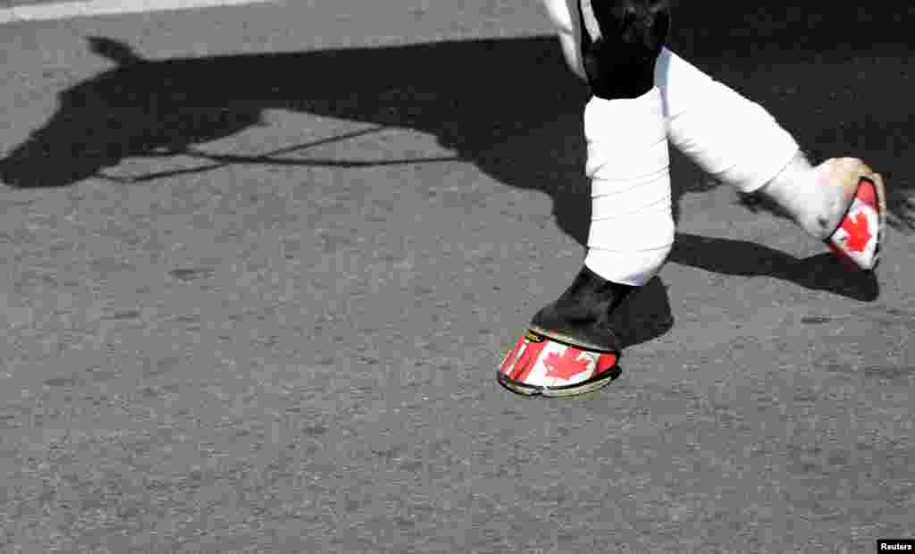 Calgary Stampede, July 2017