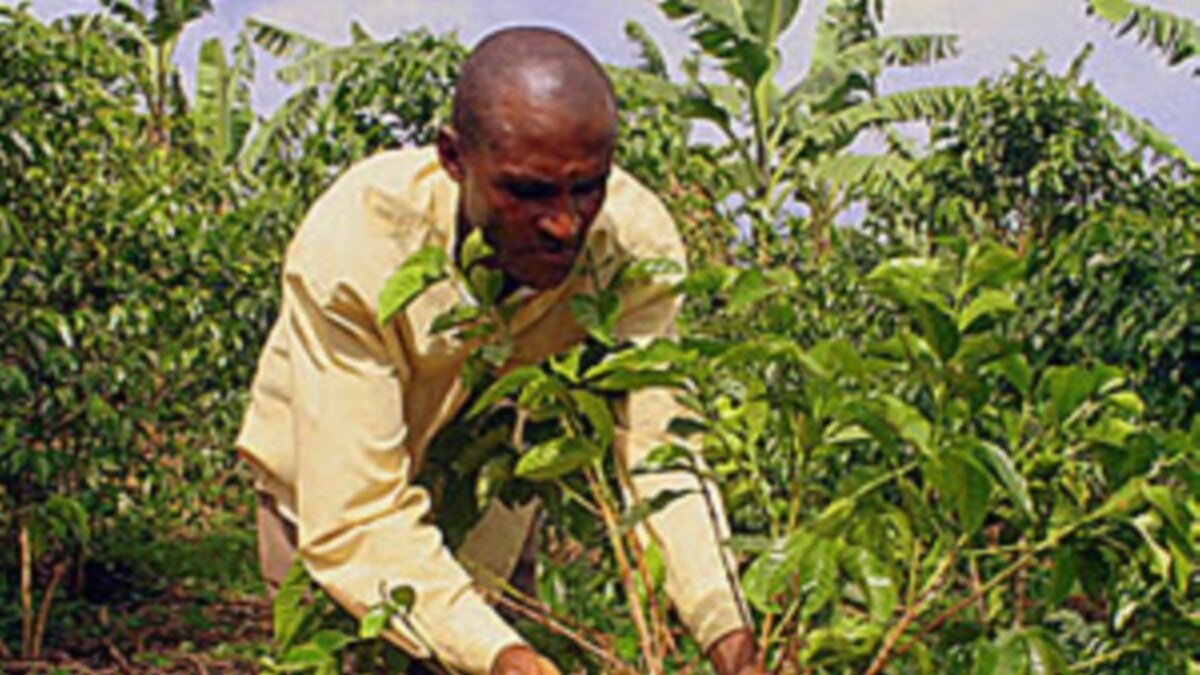 Coffee, Bananas Grow Together to Fight Climate Change