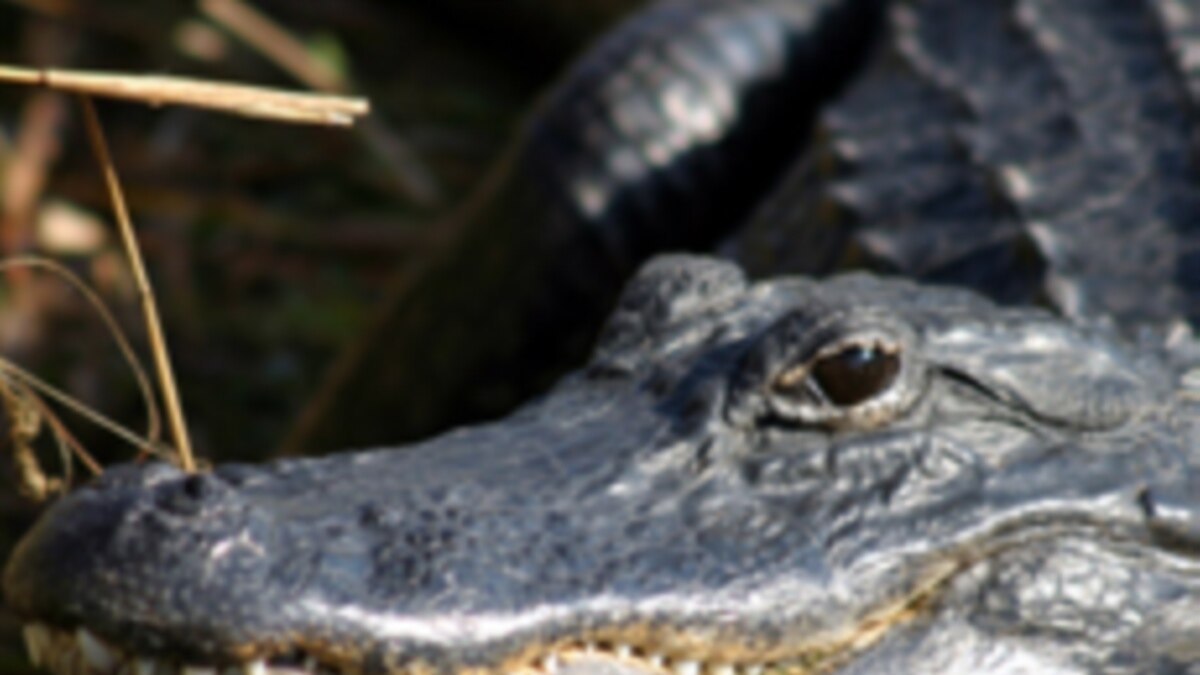 Everglades National Park – One of the World’s Great Biological Wonders