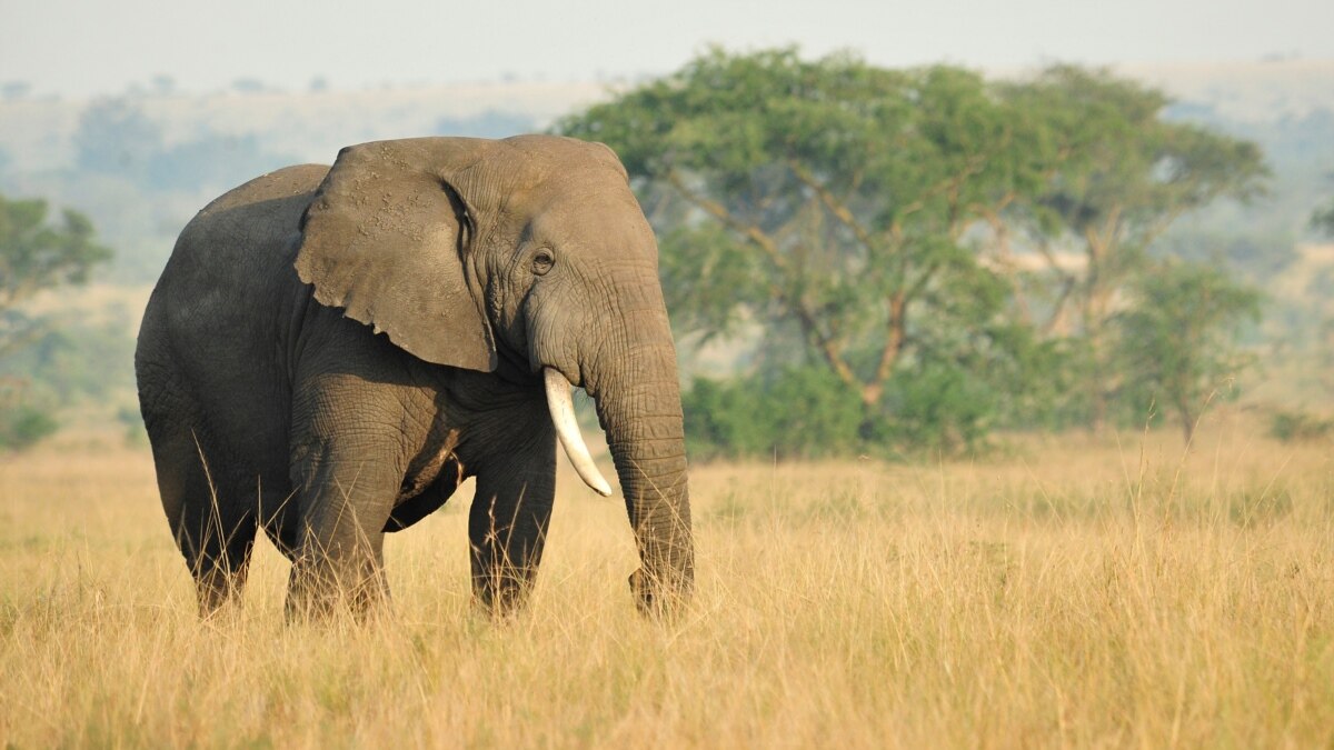 Elephants Understand Human Gestures