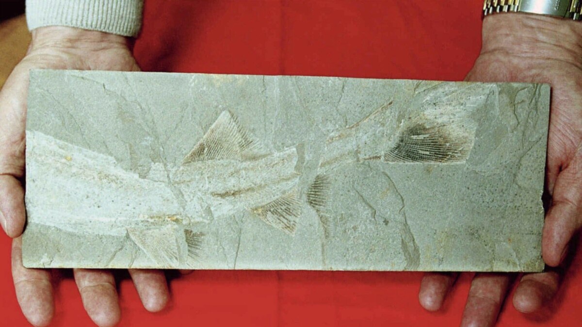 Scientist: Ancient Fish Shows Signs of Rear-Leg Development