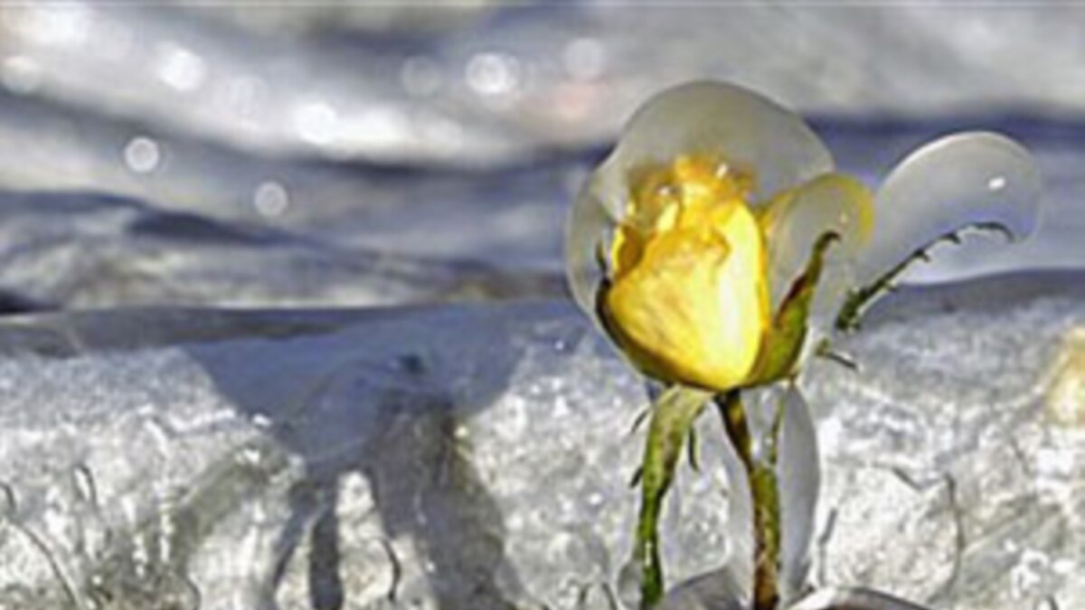 Bitter Cold Grips Eastern US