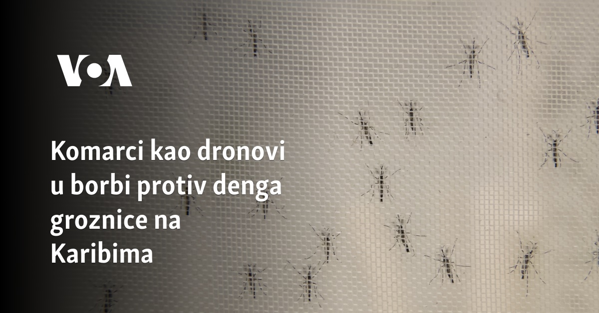 Komarci kao dronovi u borbi protiv denga groznice na Karibima