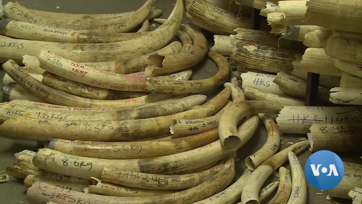 Zimbabwe Pushing To Sell $600 Million Ivory Stock