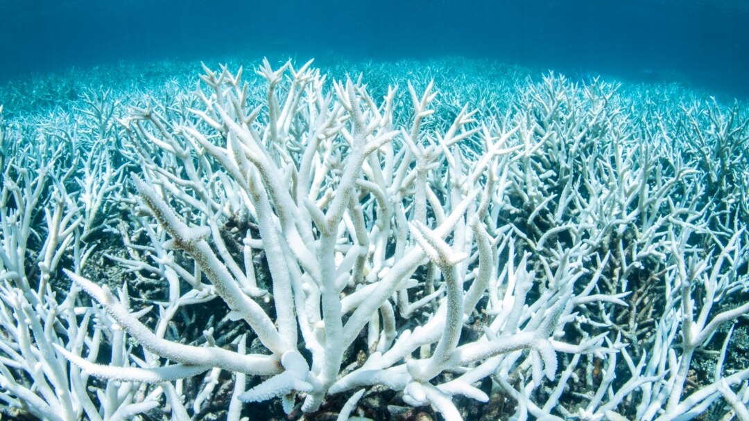 Australia Great Barrier Reef Pollution Great Barrier Reef Greenpeace