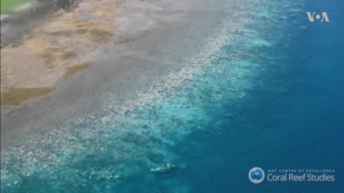 World's Coral Reefs Facing Increasing Pressure