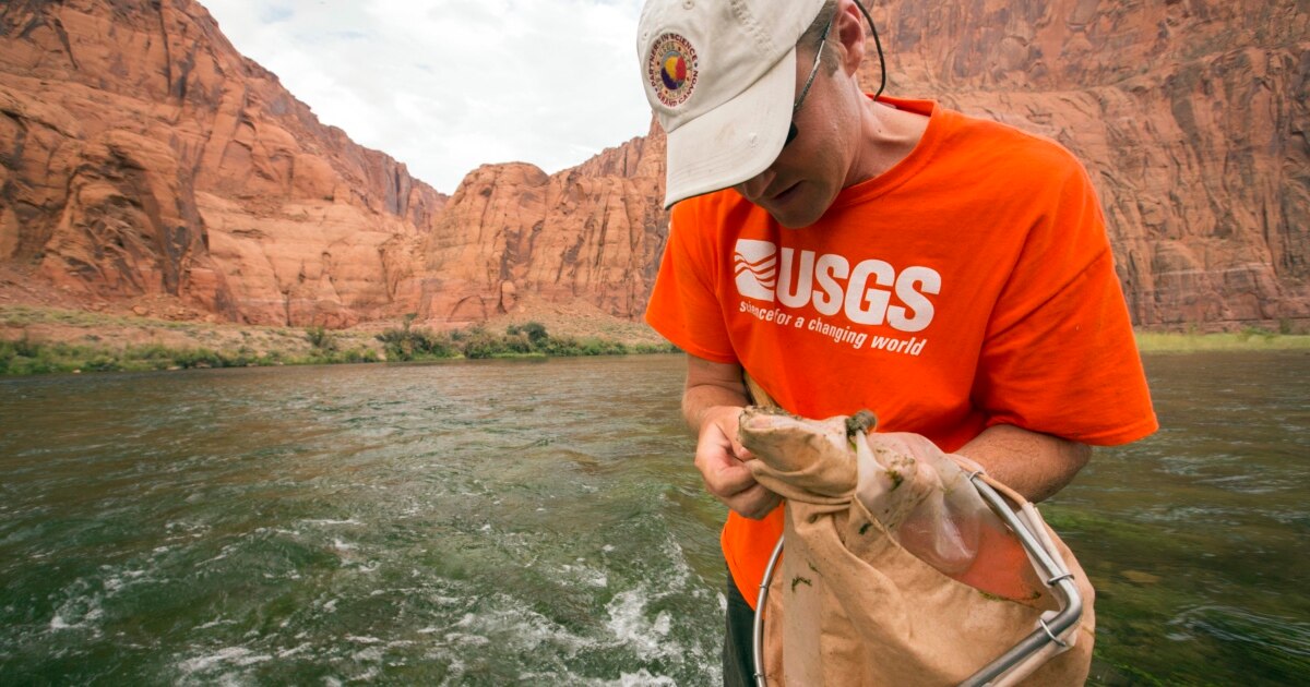 Scientists Help Insects to Help Colorado River Fish