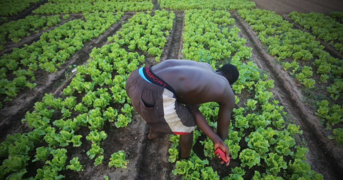 UN: World Hunger Declines, But More Effort Needed