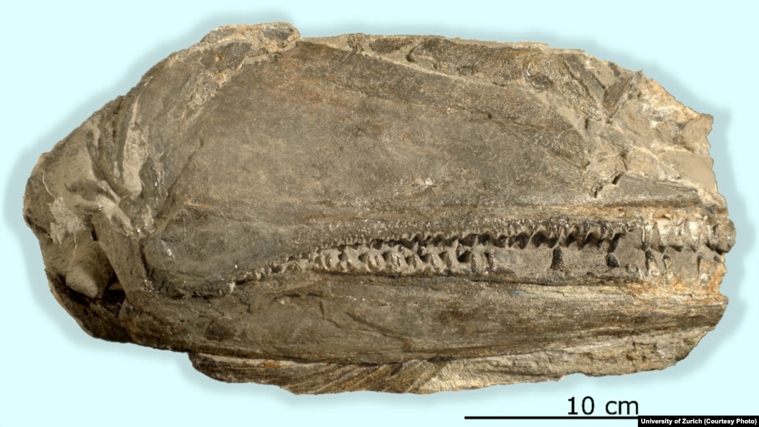 Fossil Of Ancient Fish With Massive Jaws Discovered In Colorado
