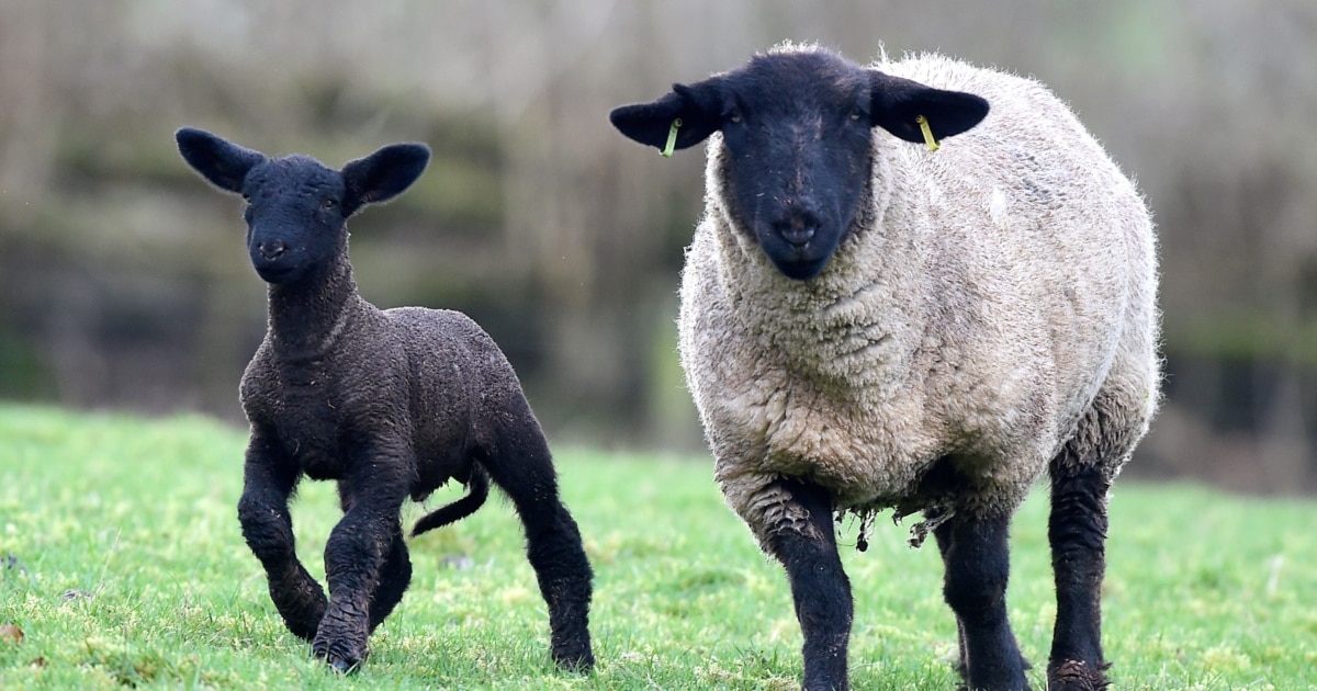 How Fast Is ‘Two Shakes of a Lamb’s Tail’?