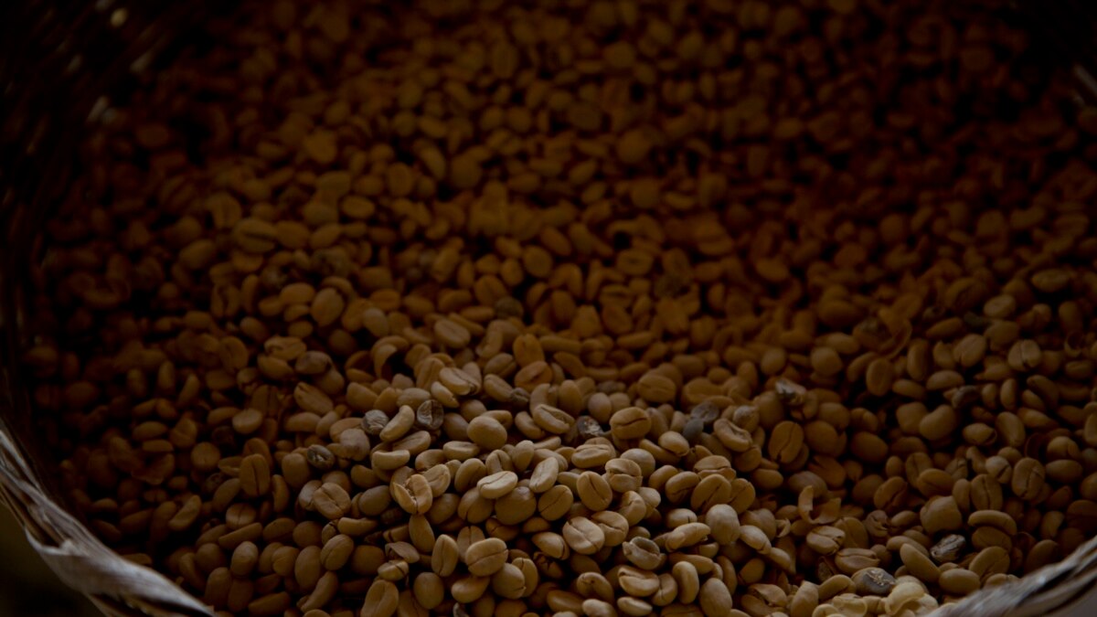 Study reveals prehistoric Ethiopian origins of coffee