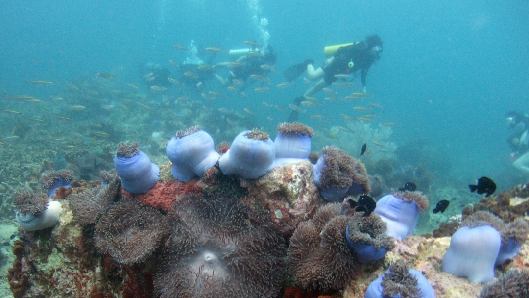 Polluted Coral Reefs