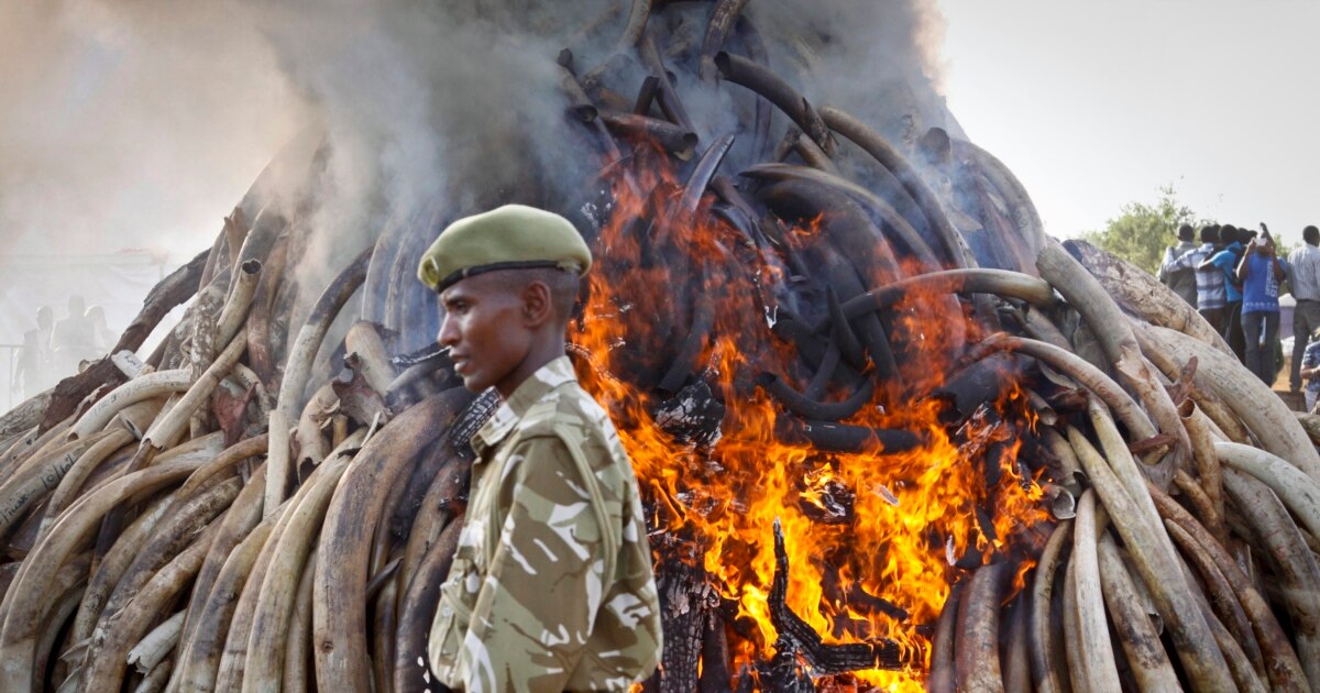 Kenya Burns 15-ton Ivory Pile in Defiance of Trade
