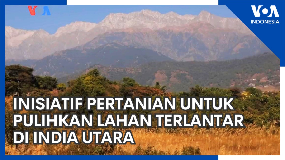 Inisiatif Pertanian untuk Pulihkan Lahan Terlantar di India Utara
