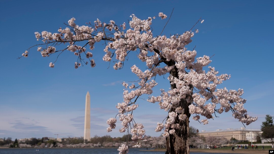 Flor Del Estado De Washington