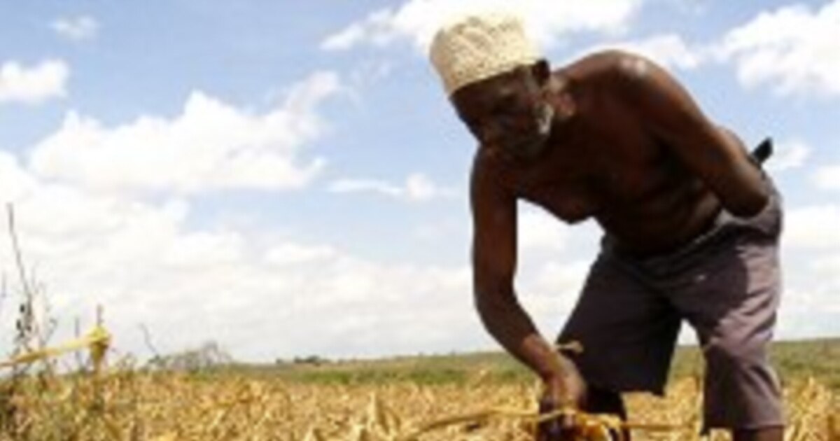New Corn Variety Boosts Food Security Across Africa