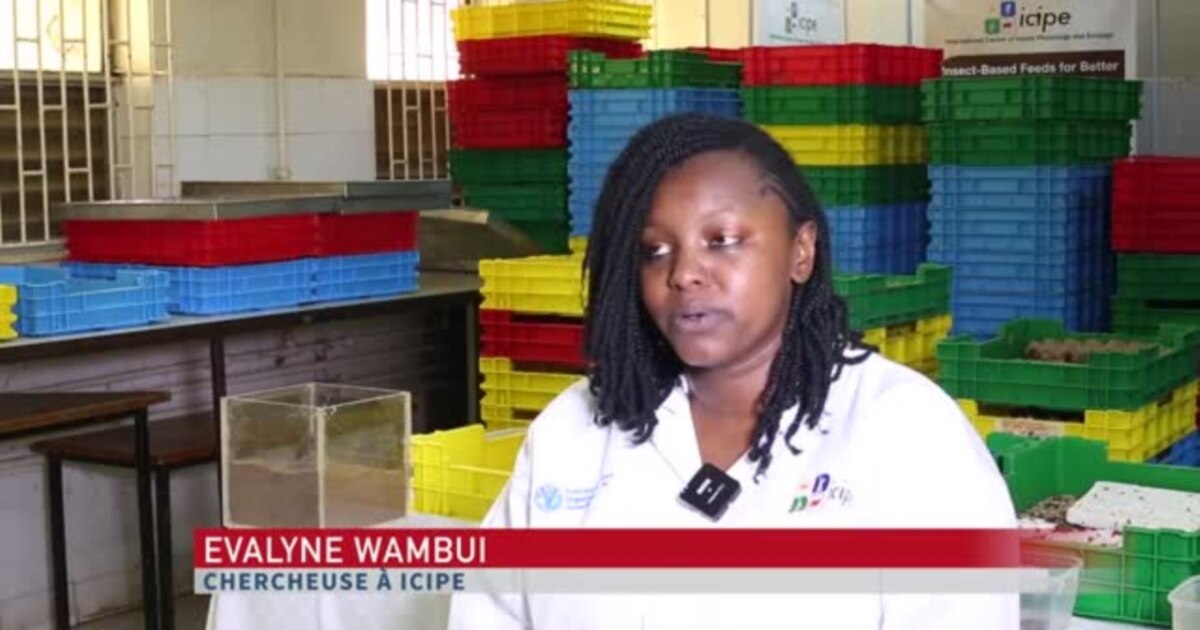 Des scientifiques kenyans étudient un ver capable de biodégrader le ...