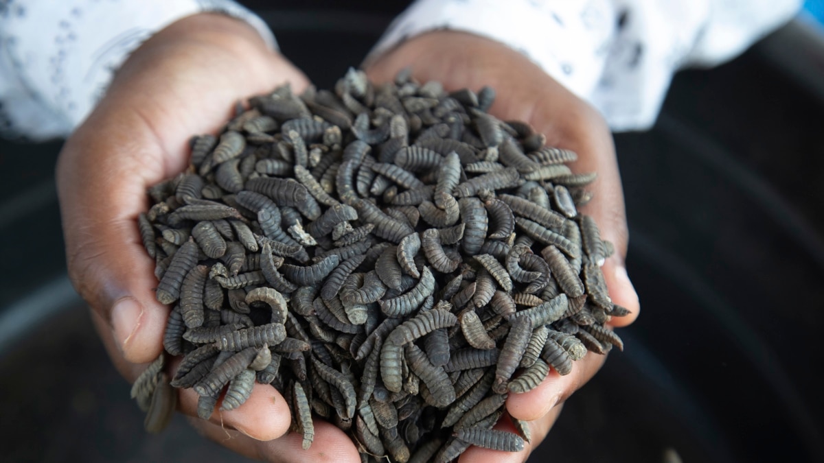 Some Zimbabwean Farmers Turn to Maggots to Survive Drought And Thrive