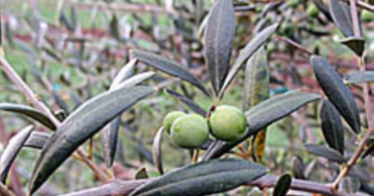 Warm-Weather Olive Trees Crop up in Snowy Oregon