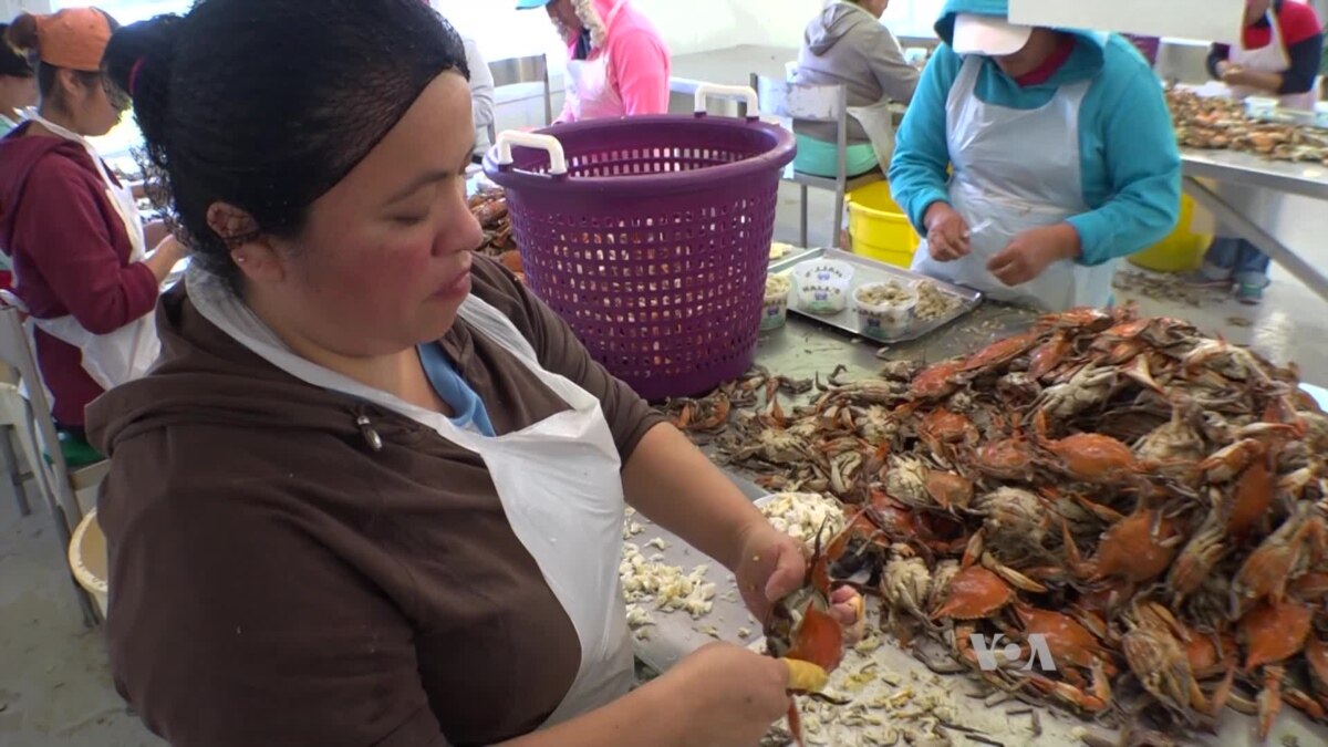 Shortage of Foreign Workers Jeopardizes Maryland Crab Business