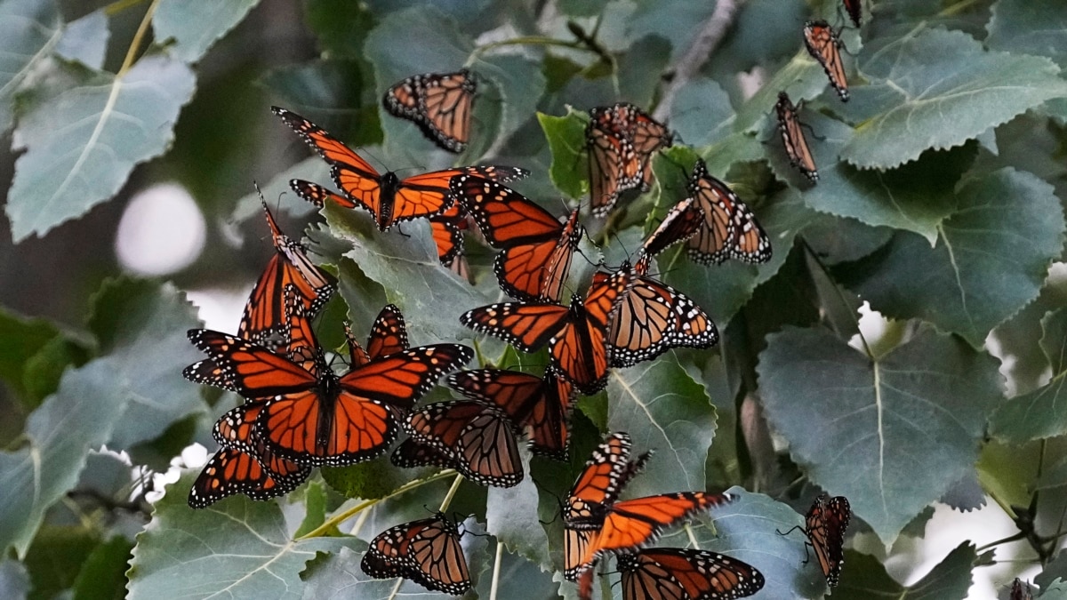 Monarch Butterfly Count Nears 30-Year Low