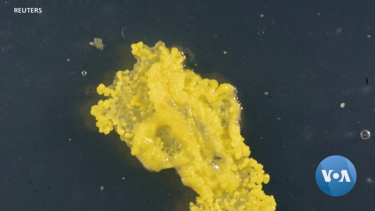 Paris Zoo Unveils Mysterious Bright Yellow 'Blob'