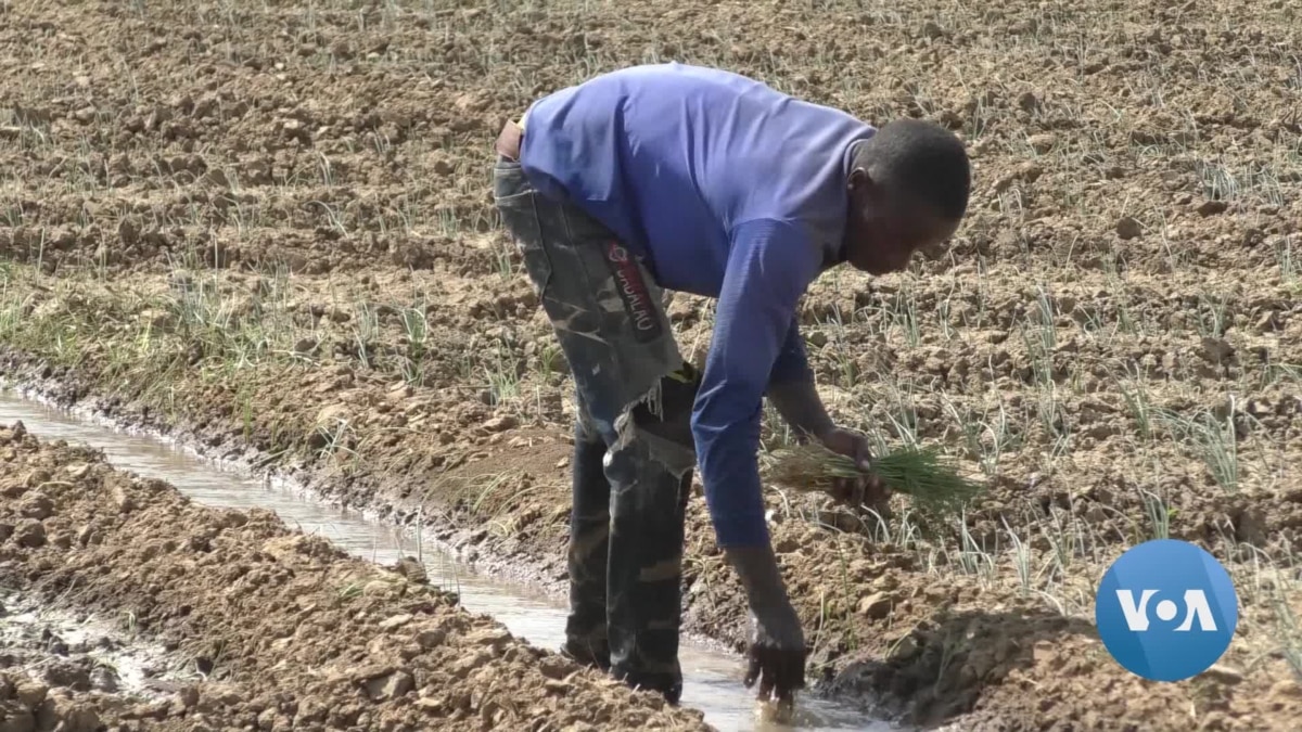 Drought in Lake Chad Region Heightens Conflicts Between Herders And Farmers