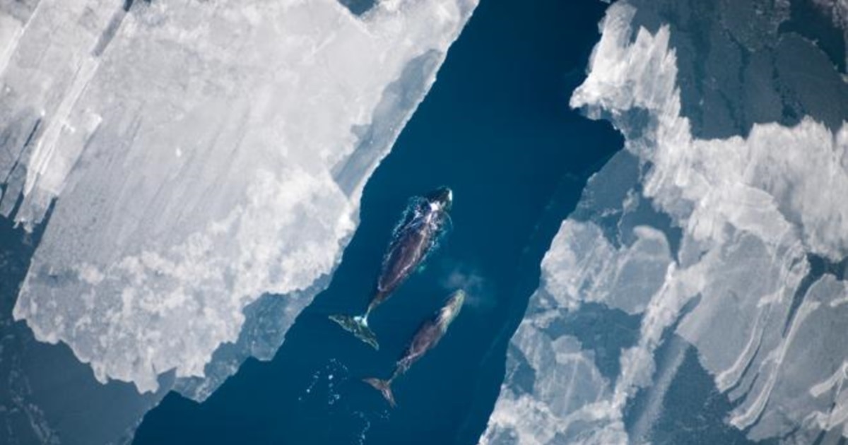 A Whale Chorus Reveals How Climate Change May Be Shifting Migration