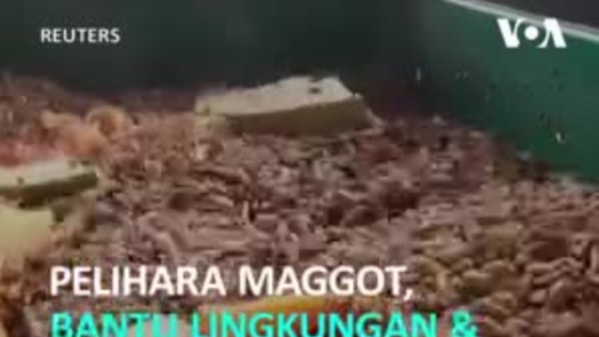 Maggot Punya Nilai Ekonomi dan Manfaat untuk Lingkungan