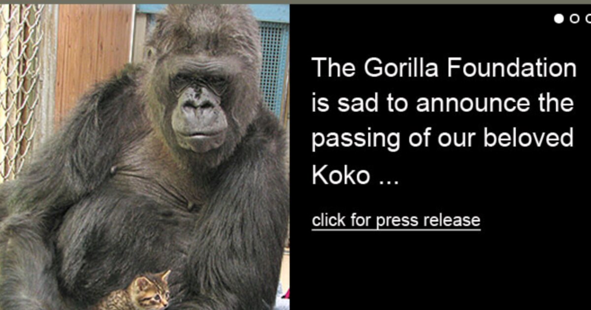 Koko, Who Learned Sign Language, Love Cats, Dies at 46