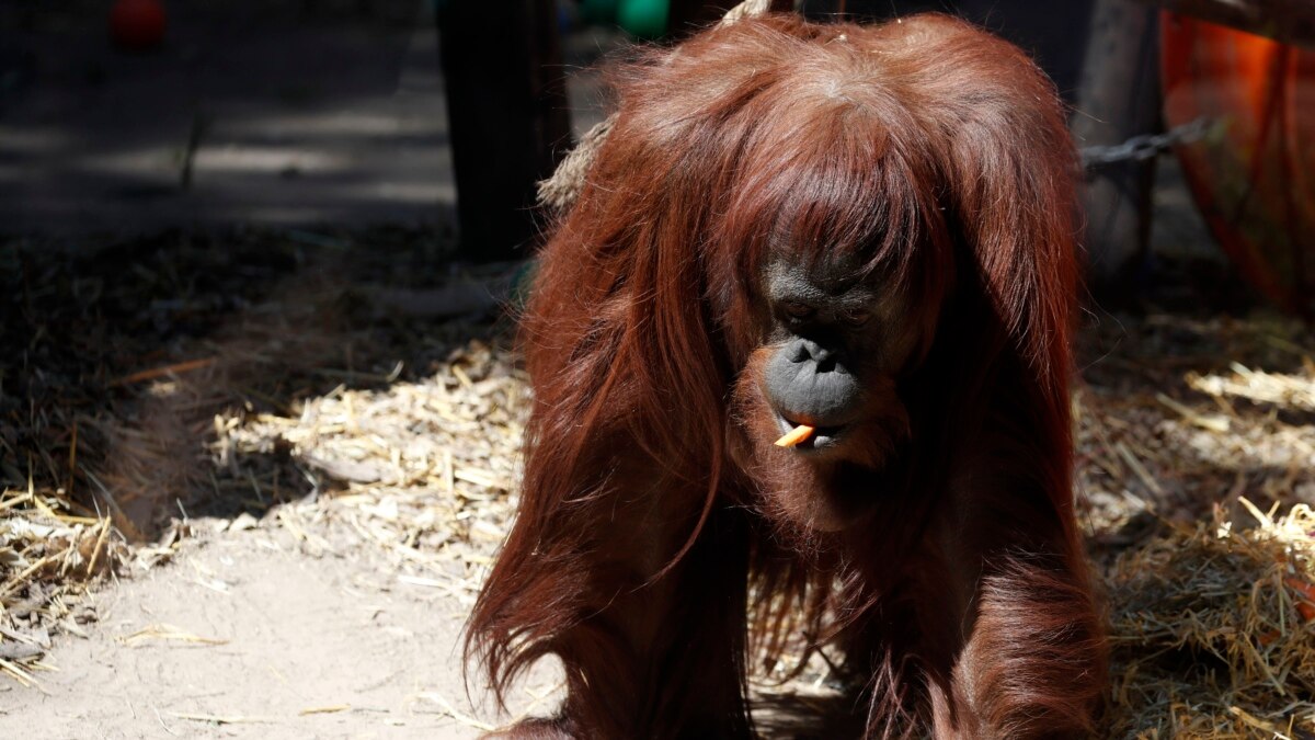 Orangutan Granted ‘Personhood’ Turns 34, Makes New Friend in Florida