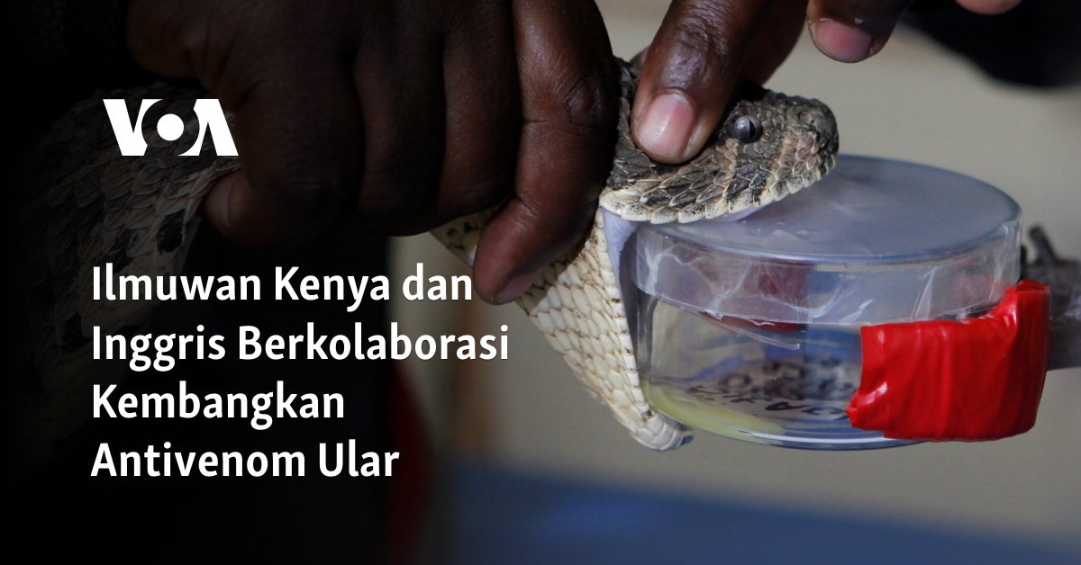 Ilmuwan Kenya dan Inggris Berkolaborasi Kembangkan Antivenom Ular
