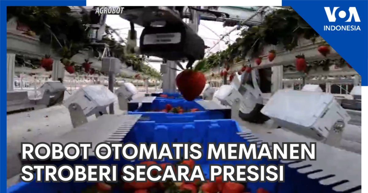 Robot Otomatis untuk Memanen Stroberi Secara Presisi