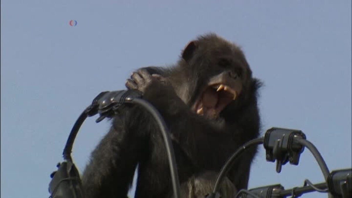 WATCH: Video of Escaped Chimp on Power Lines in Japan
