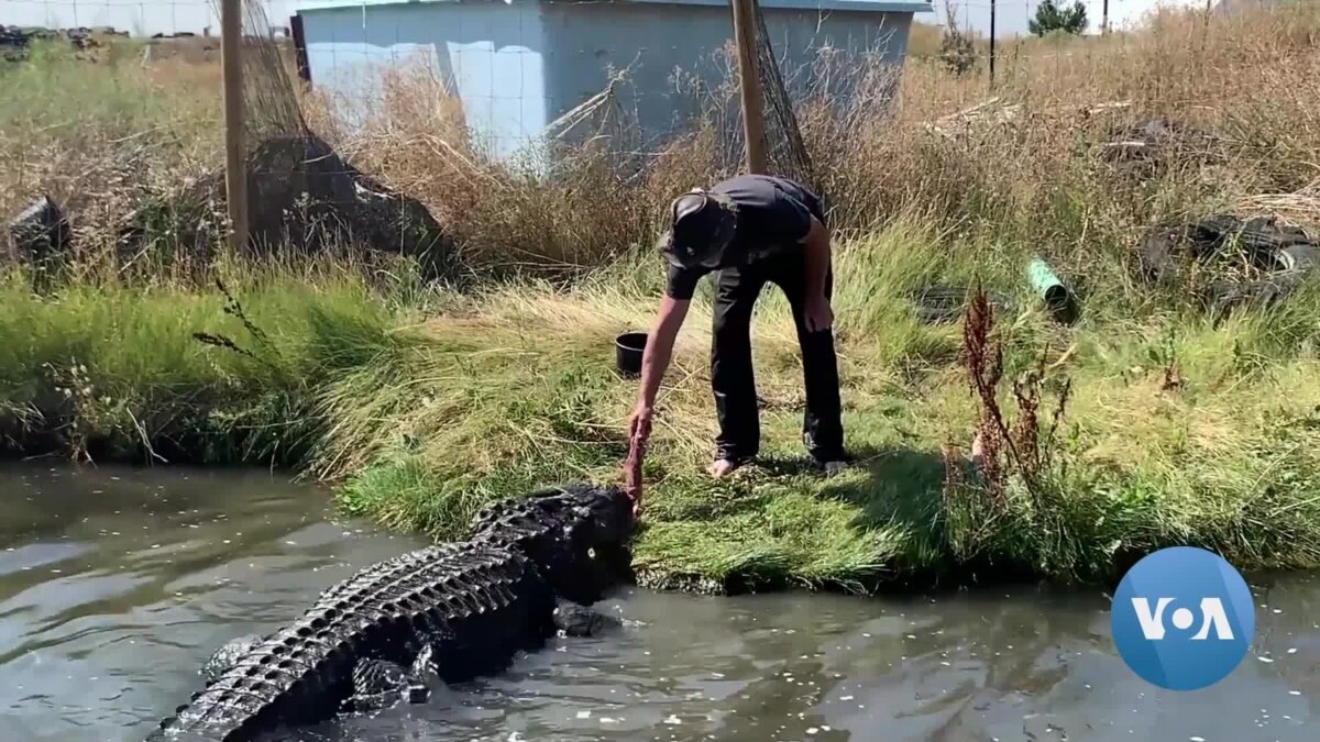Gator Farm Finds Its Place High in Colorado Mountains
