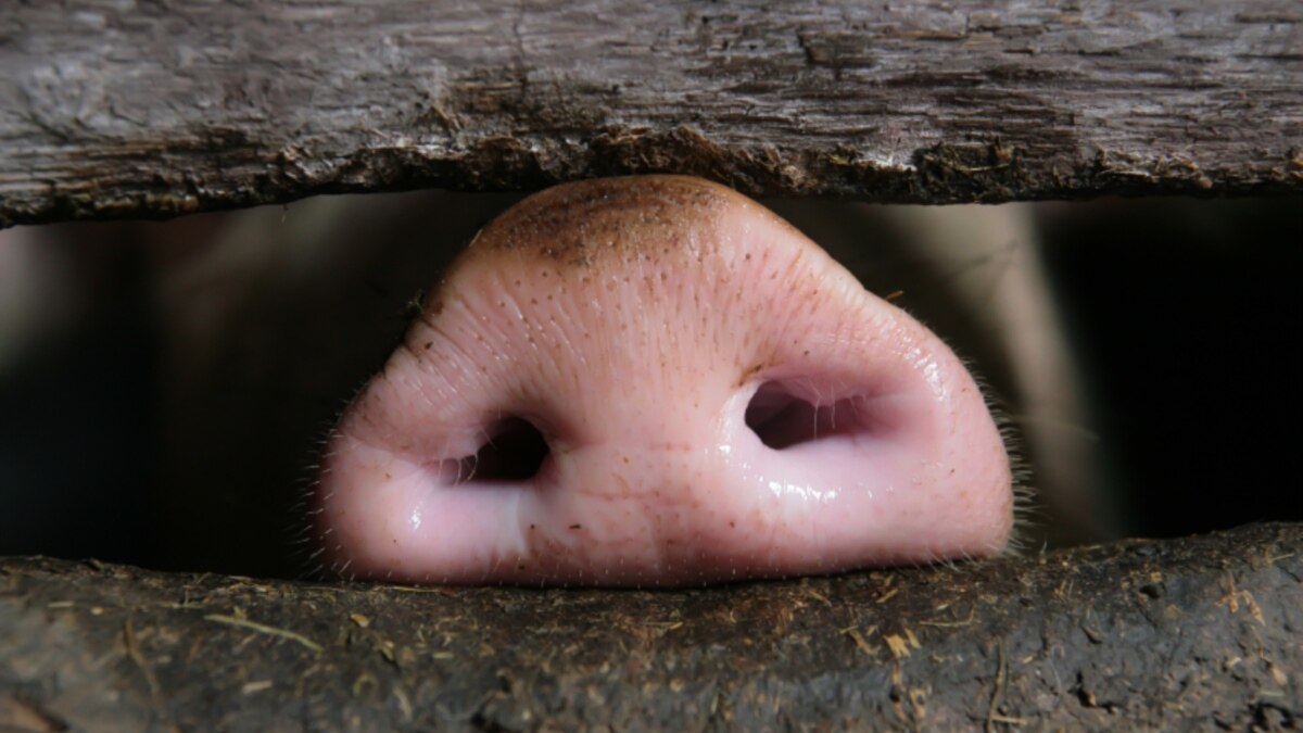 Đời sống bí mật của những con heo Ai Cập