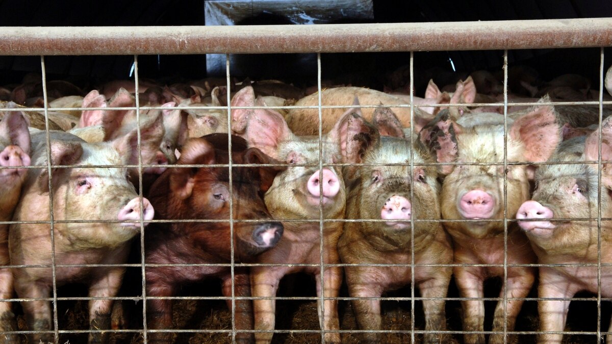 Deadly Pig Virus Re-Infects US Farm, Fuels Supply Fears