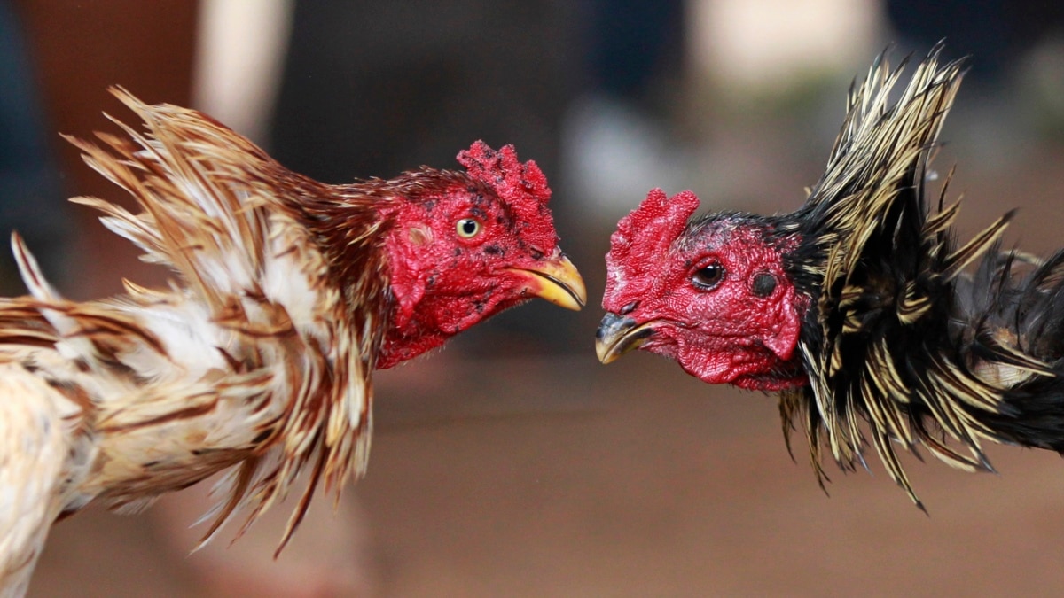 Rooster Kills Philippine Police Chief in Freak Accident