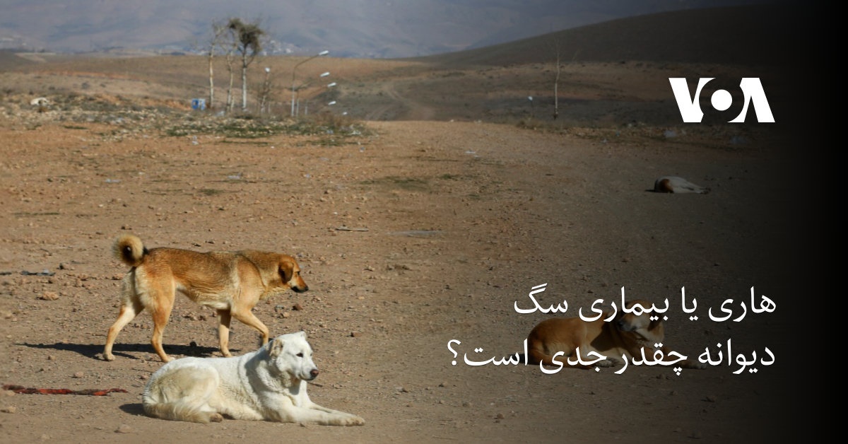 هاری یا بیماری سگ دیوانه چقدر جدی است؟