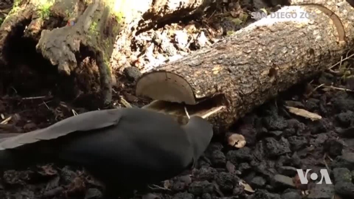 Scientists Find More Tool-using Crows