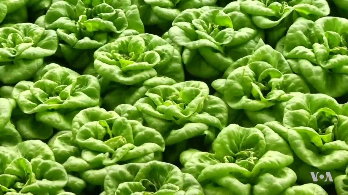 Indoor, Hi-Tech Farm Means Daily Fresh Produce for Big City