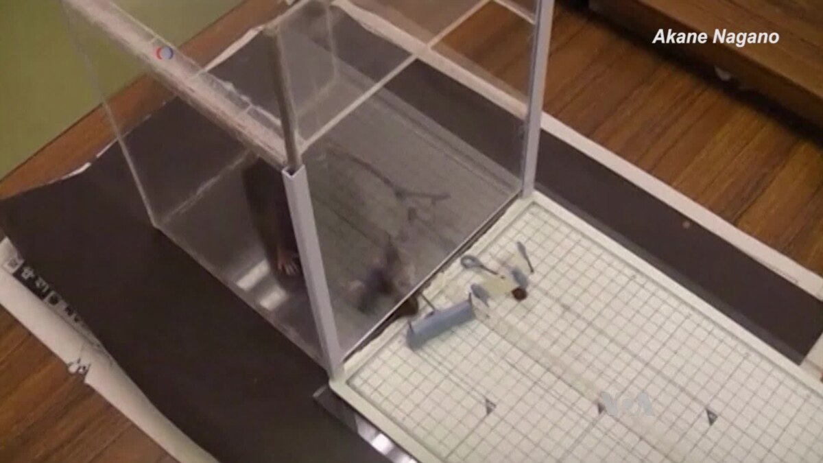 Rats Using Rakes? Researchers Find Animals Using Tools