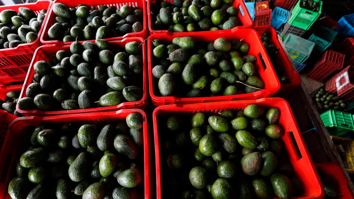 Mexico: US Suspends Avocado Shipments from Key State, Flags Security Risk