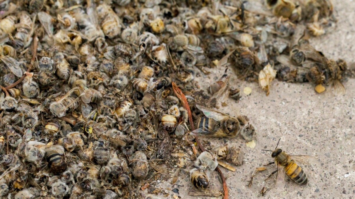 Dry Conditions, Poisons Killing Chile’s Bees