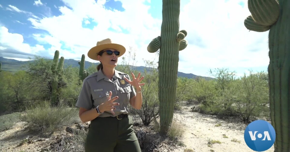 Saguaros: Arizona's Iconic Cacti