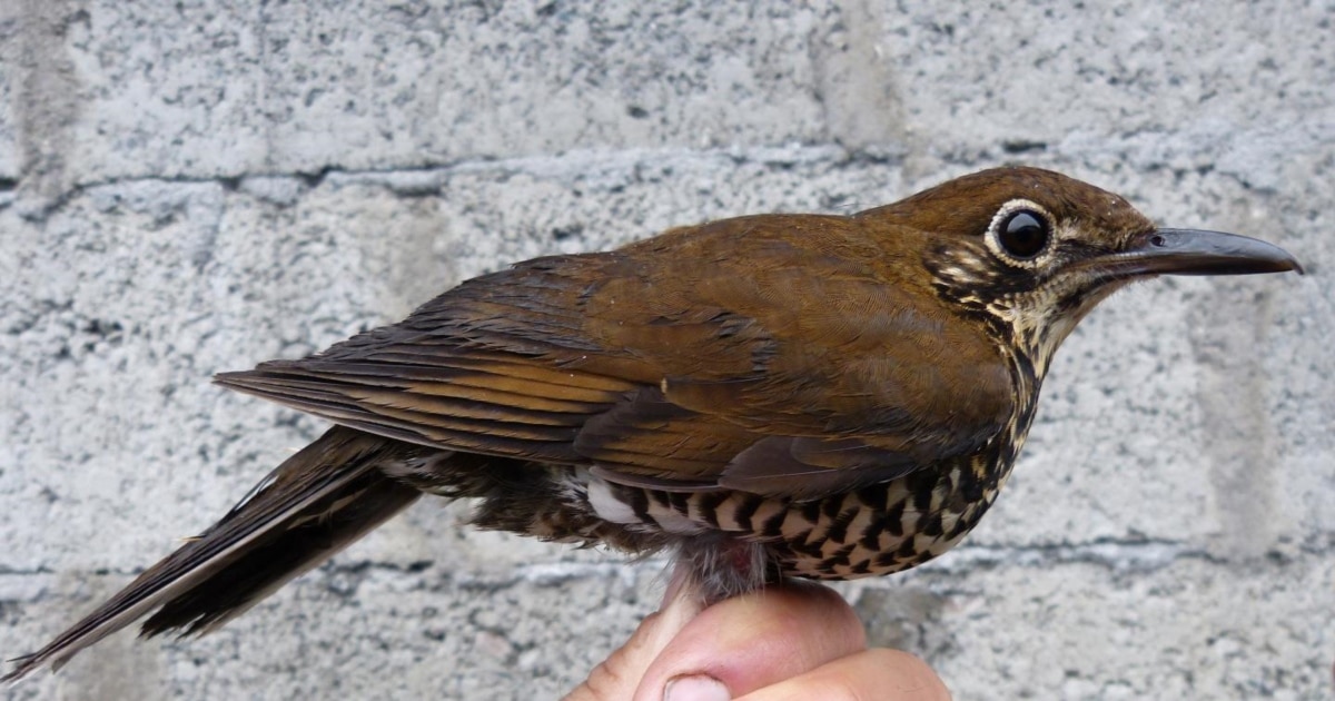New Bird Species Discovered