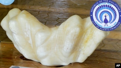 75 lb pearl store