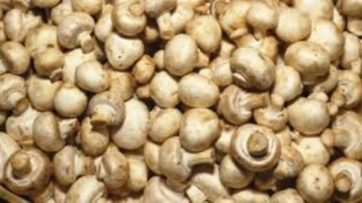 Studim - Kërpudhat, burim të vitaminës D